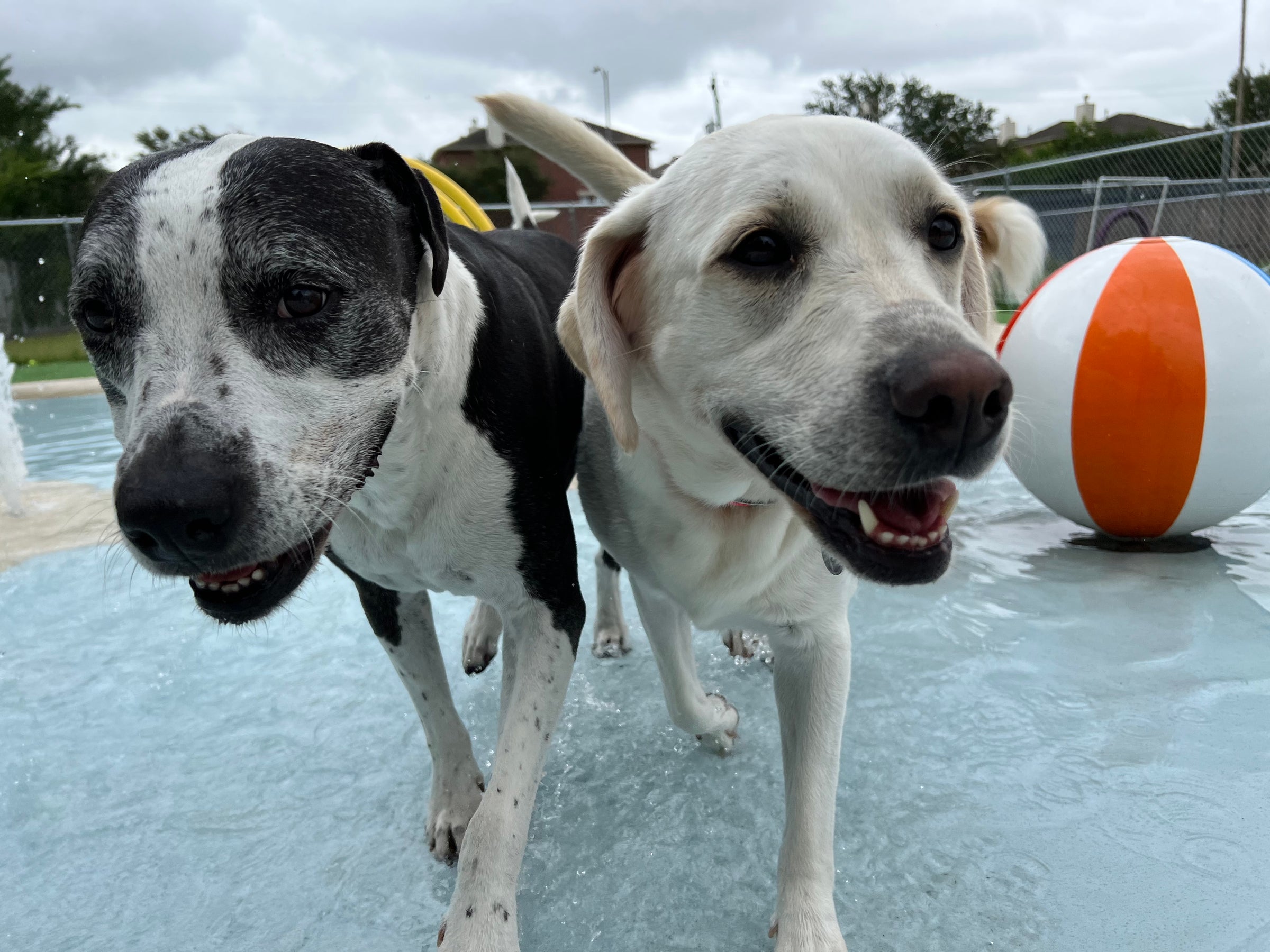 Home | Pampered Pet Resorts