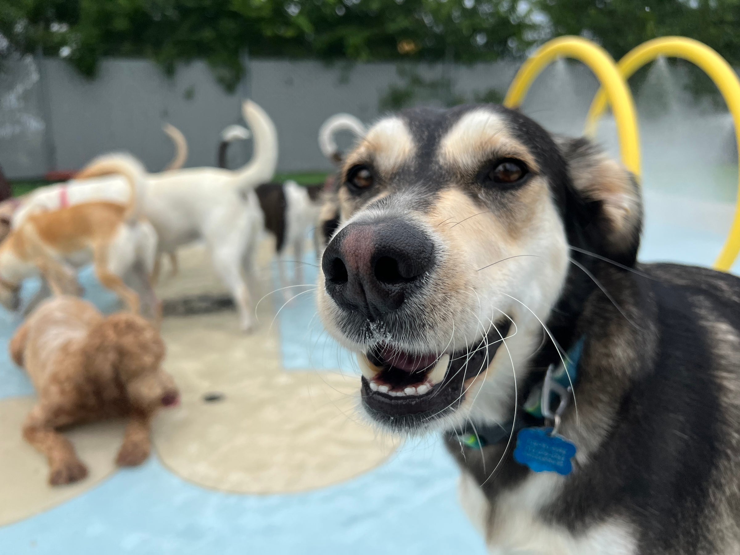 Home | Pampered Pet Resorts