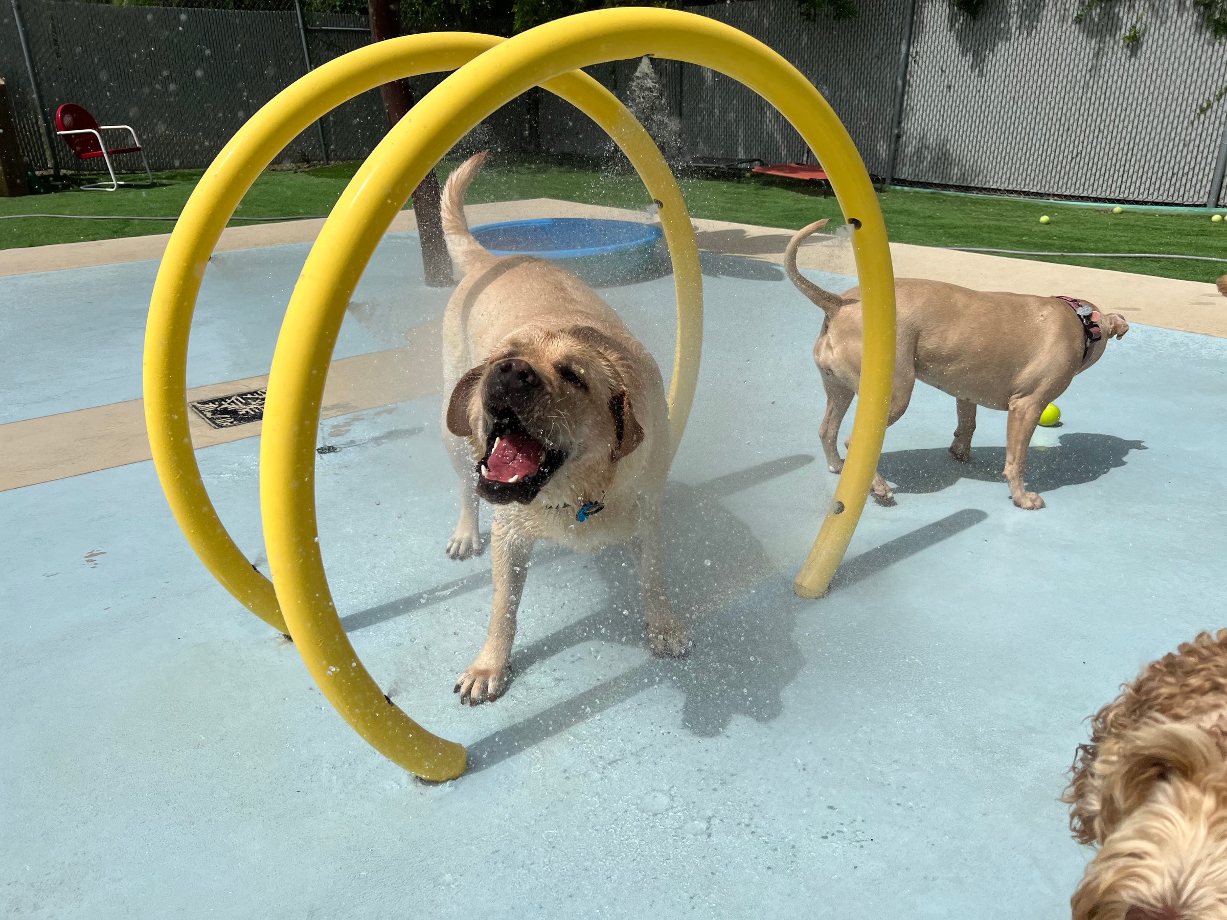 Home | Pampered Pet Resorts