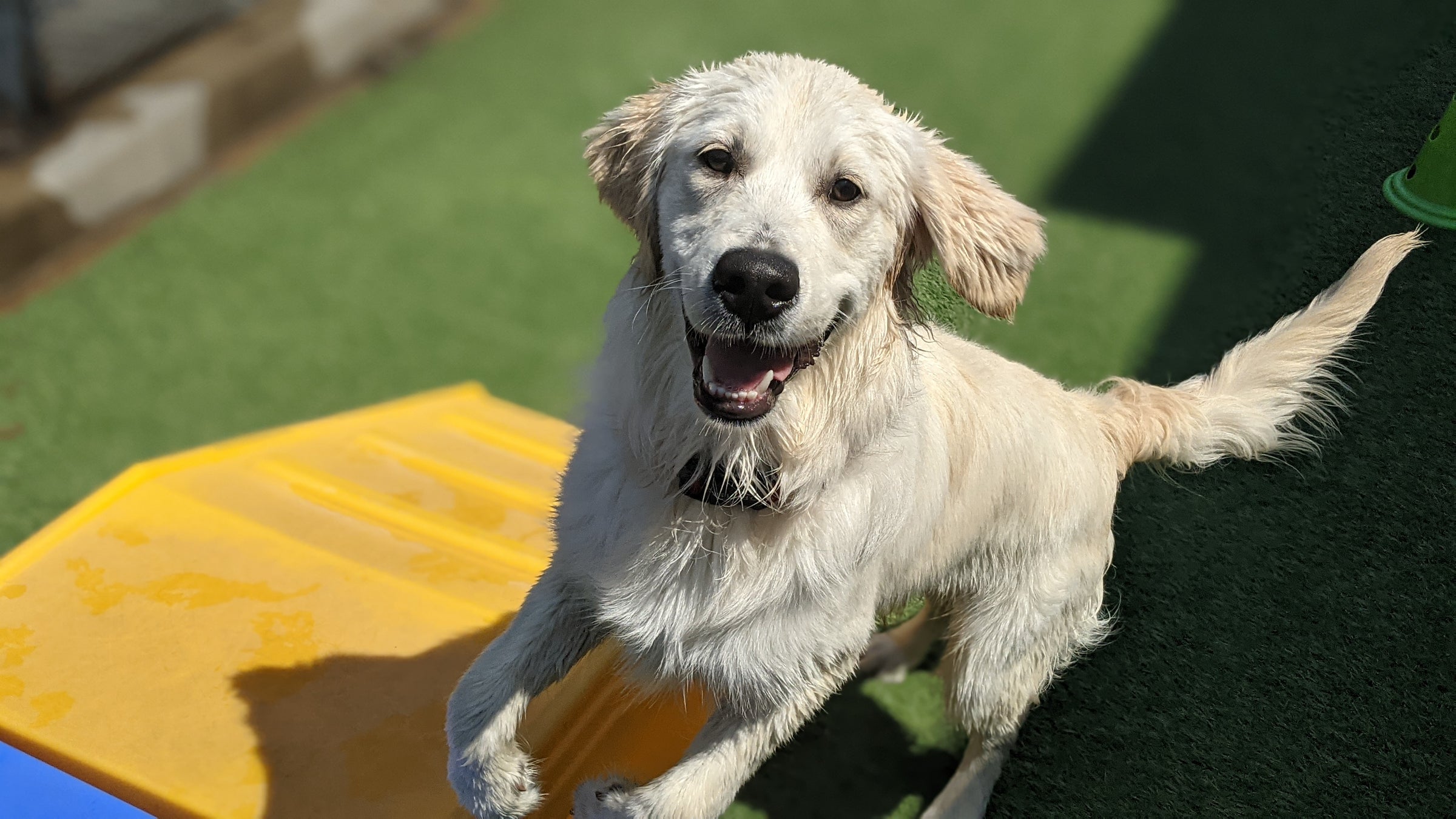 Home | Pampered Pet Resorts